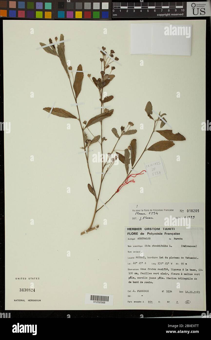 Sida rhombifolia immagini e fotografie stock ad alta risoluzione - Alamy