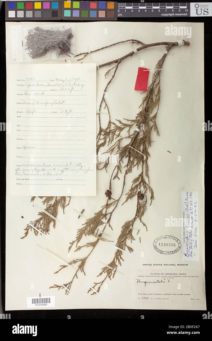 Cupressus funebris immagini e fotografie stock ad alta risoluzione - Alamy