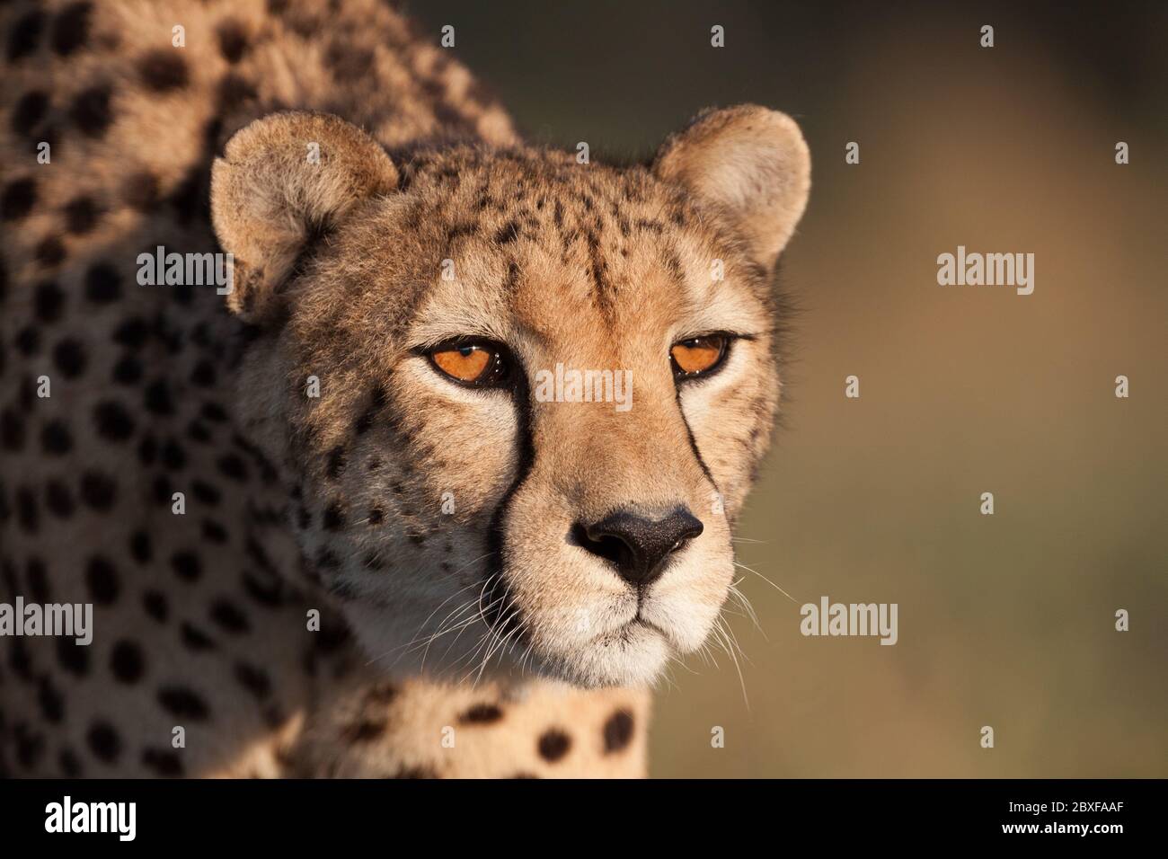 Occhi color ambra immagini e fotografie stock ad alta risoluzione - Alamy