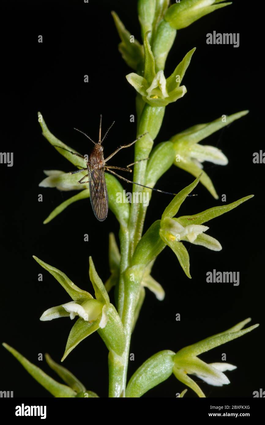 Orchidea australiana verde immagini e fotografie stock ad alta ...