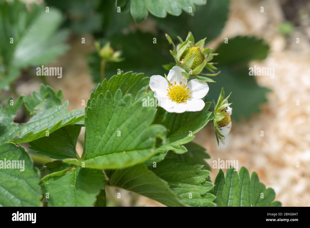 Pianta di fragole in giardino immagini e fotografie stock ad alta ...