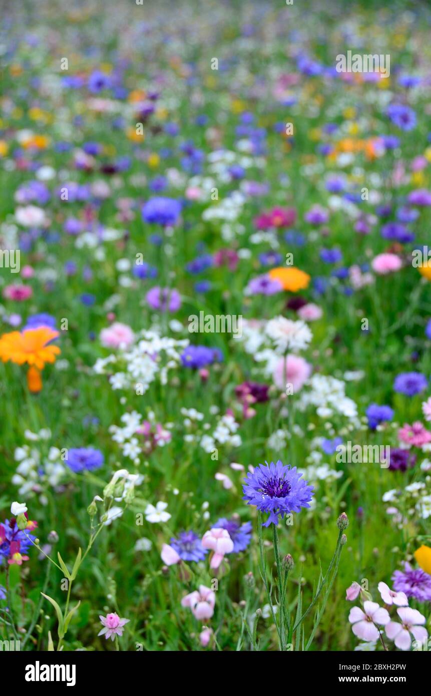 Fiori estivi colorati immagini e fotografie stock ad alta risoluzione ...