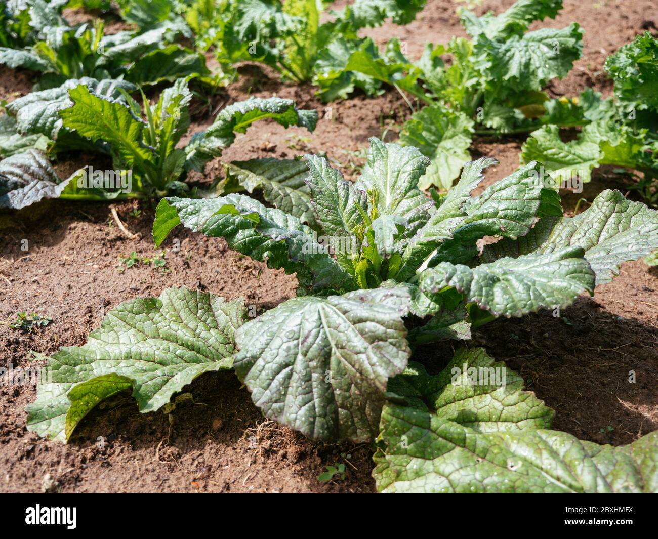 Senape orientale immagini e fotografie stock ad alta risoluzione - Alamy