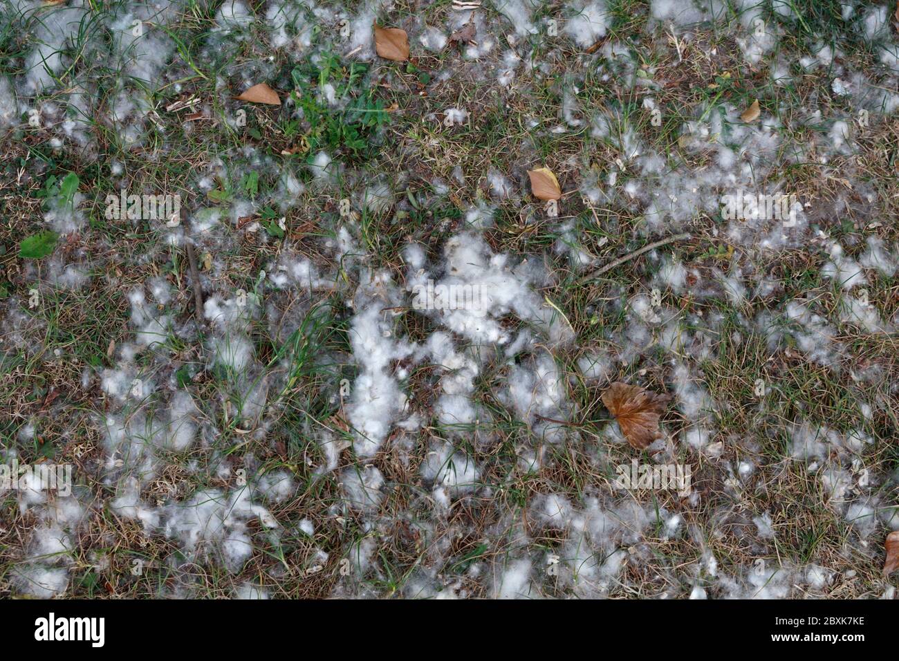 Polline di pioppo immagini e fotografie stock ad alta risoluzione - Alamy