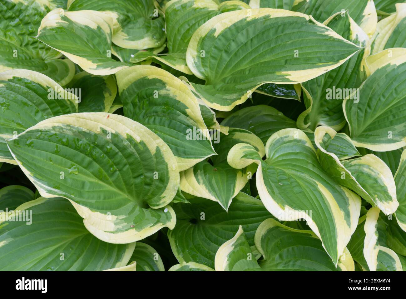 Pianta di hosta variegata immagini e fotografie stock ad alta ...