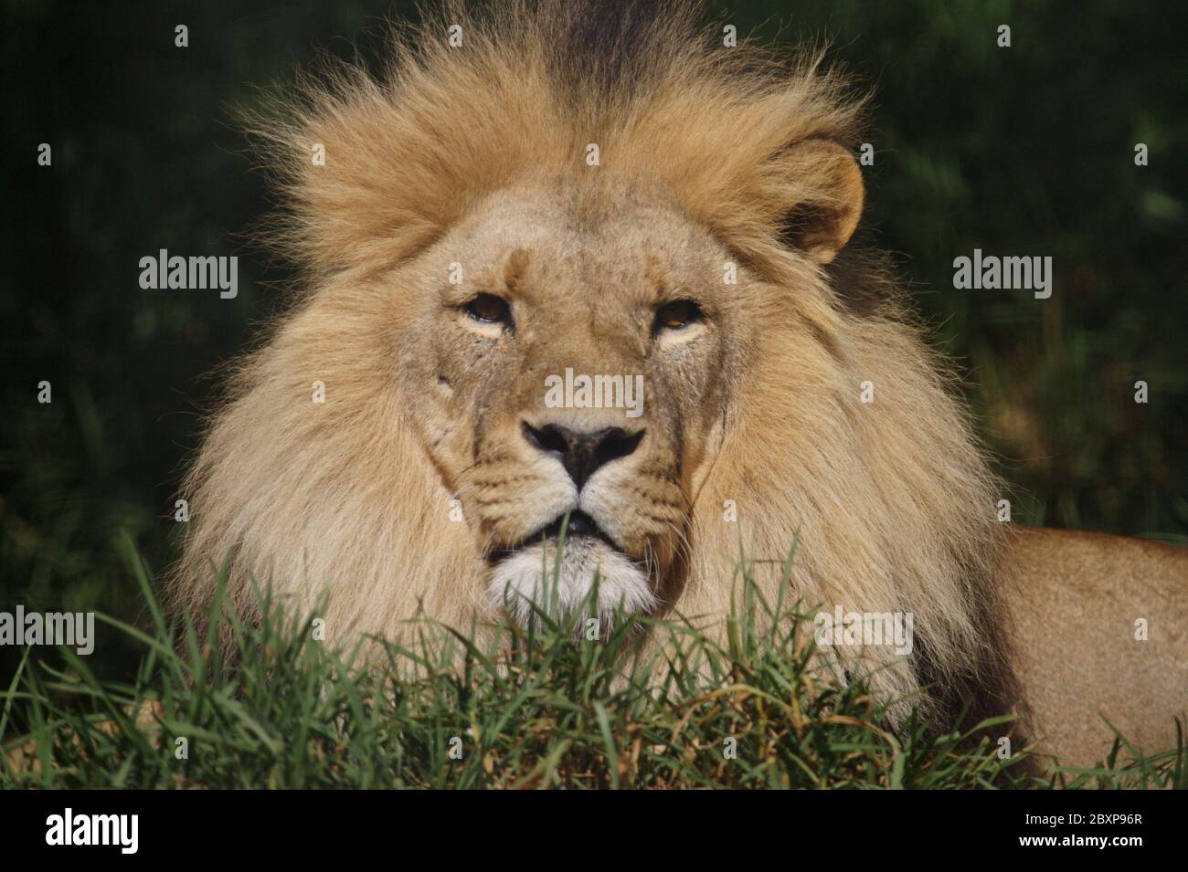 Leoni gatto immagini e fotografie stock ad alta risoluzione - Alamy