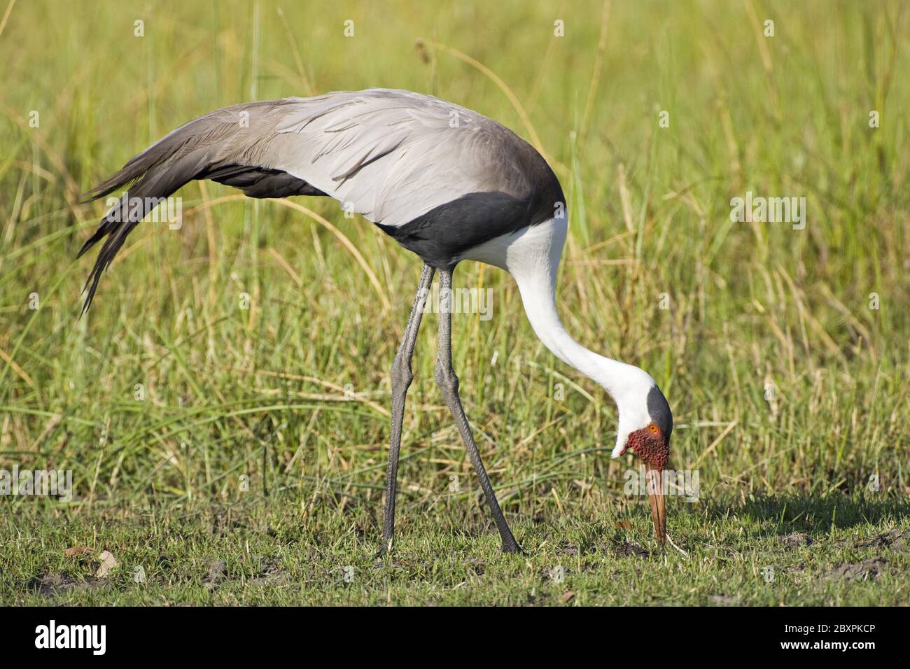 Grande gru wattled africana immagini e fotografie stock ad alta ...