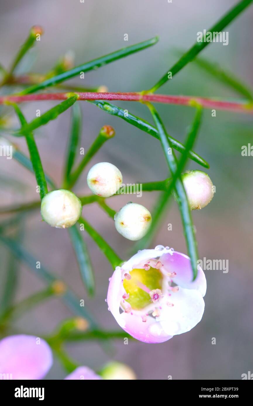Australian native seed immagini e fotografie stock ad alta risoluzione ...