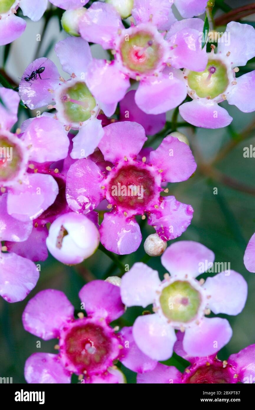 Australian native seed immagini e fotografie stock ad alta risoluzione ...
