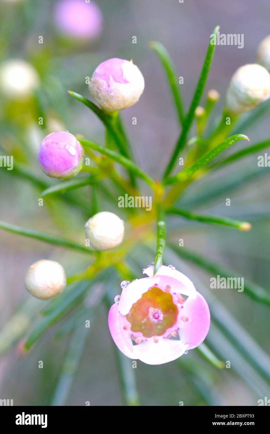 Australian native seed immagini e fotografie stock ad alta risoluzione ...