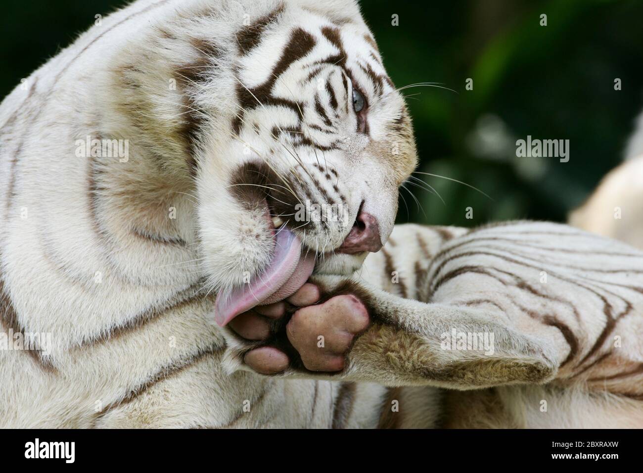 Tigre bengala immagini e fotografie stock ad alta risoluzione - Alamy