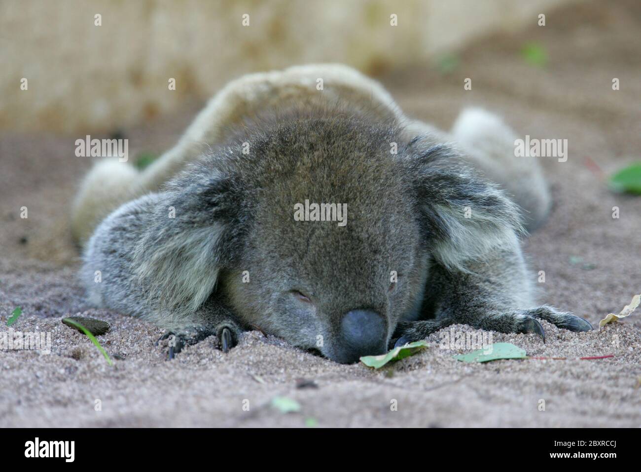 Mammifero mammiferi marsupiali mammifero marsupiale metatheria immagini ...