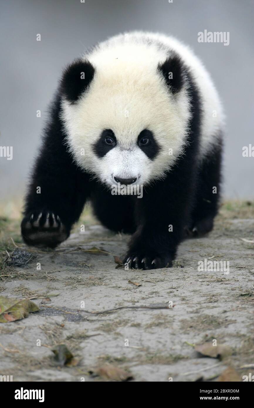 Cucciolo di panda immagini e fotografie stock ad alta risoluzione - Alamy