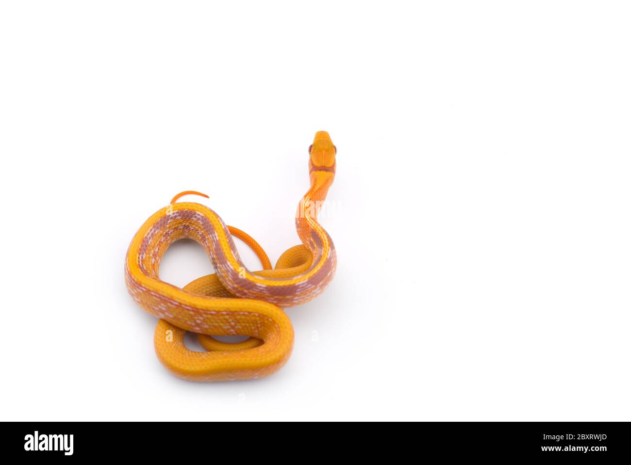 Serpente dorato di rame immagini e fotografie stock ad alta risoluzione ...