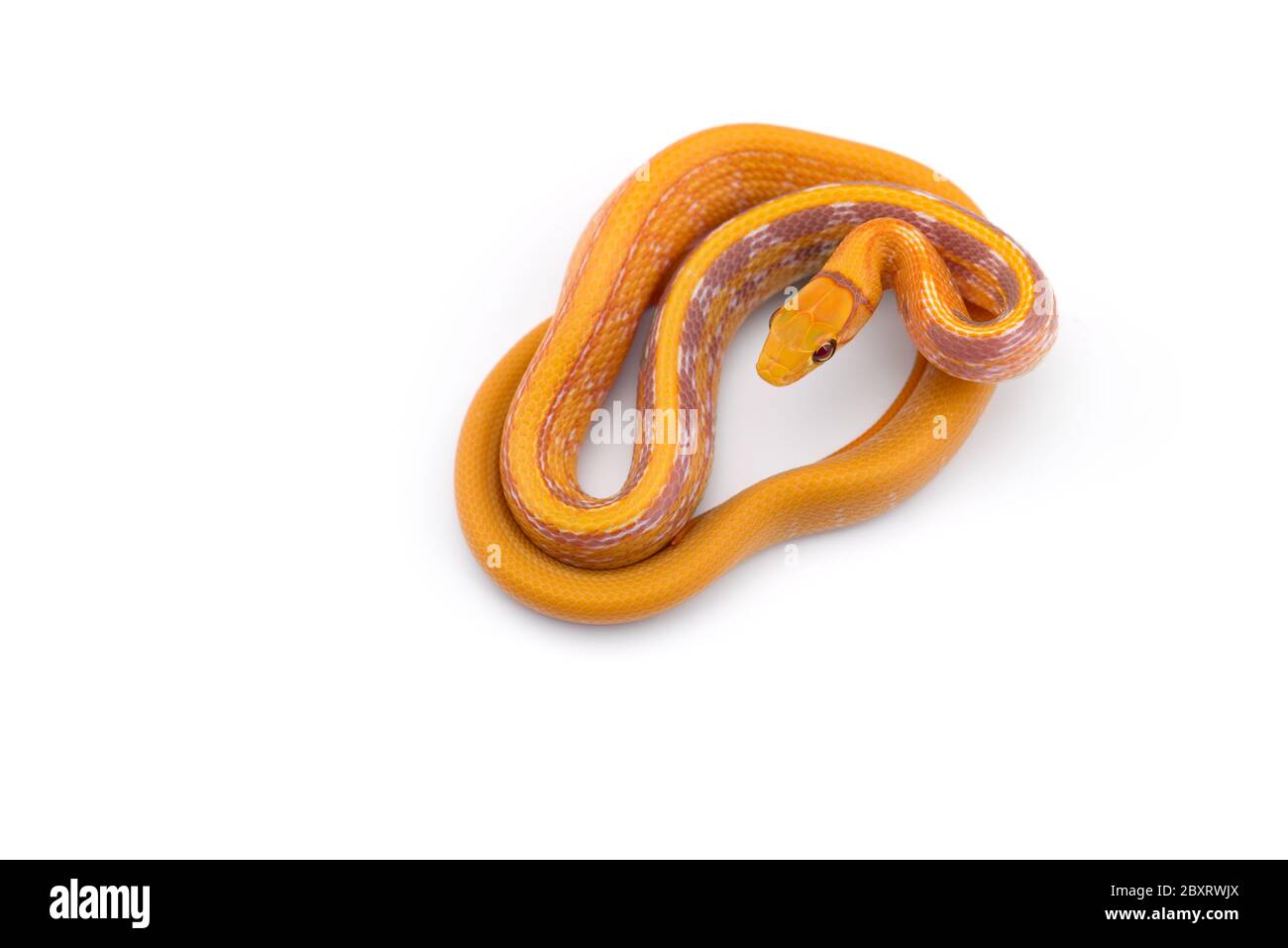 Serpente dorato di rame immagini e fotografie stock ad alta risoluzione ...