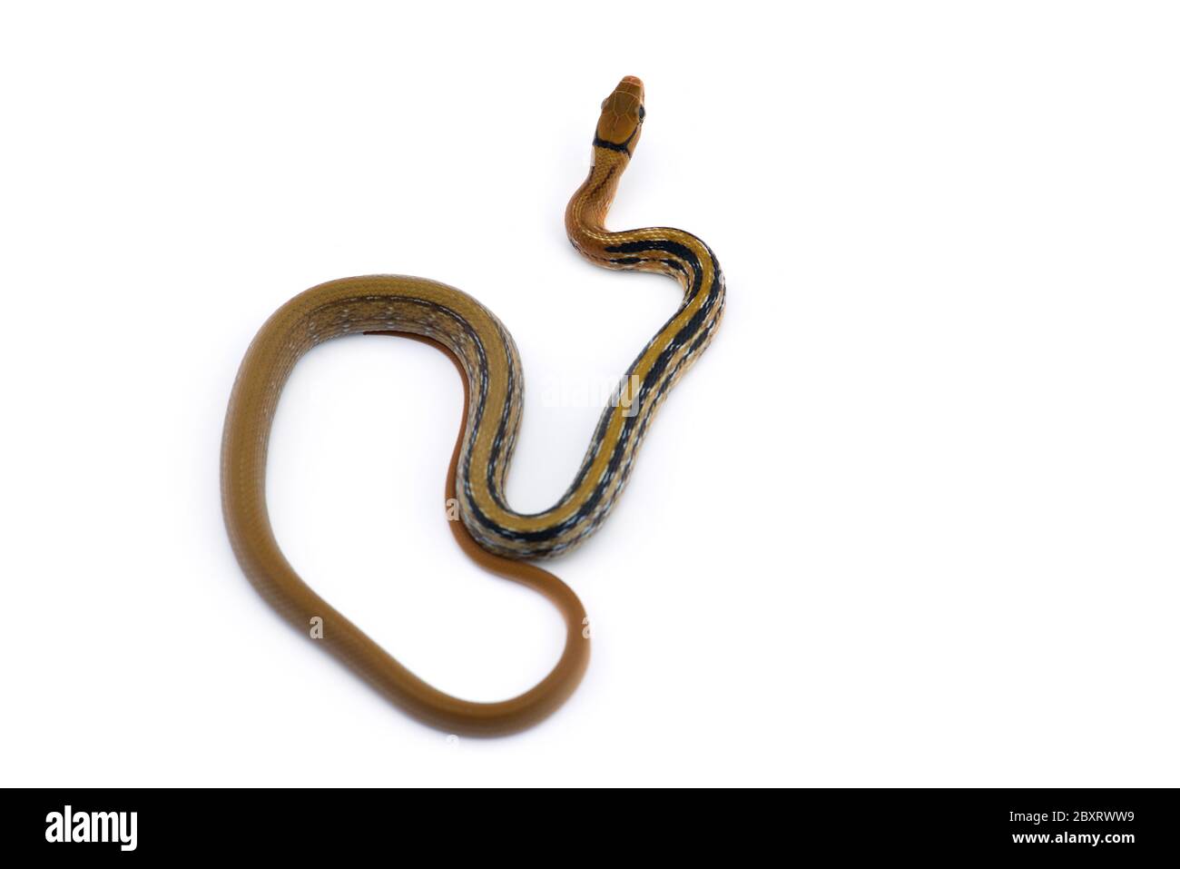 Serpente dorato di rame immagini e fotografie stock ad alta risoluzione ...