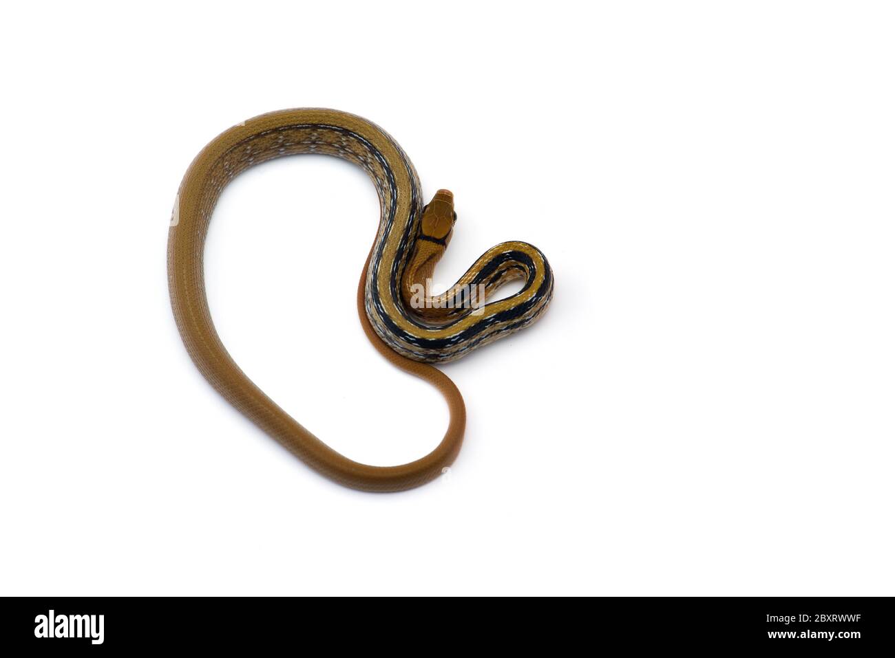 Serpente dorato di rame immagini e fotografie stock ad alta risoluzione ...