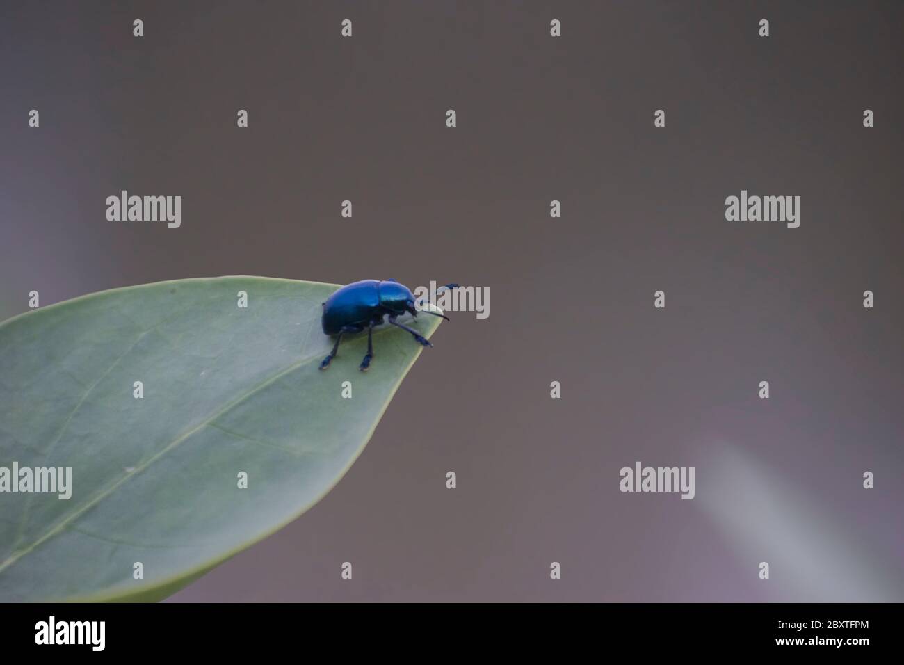 Coleoptera chrysomelidae immagini e fotografie stock ad alta ...