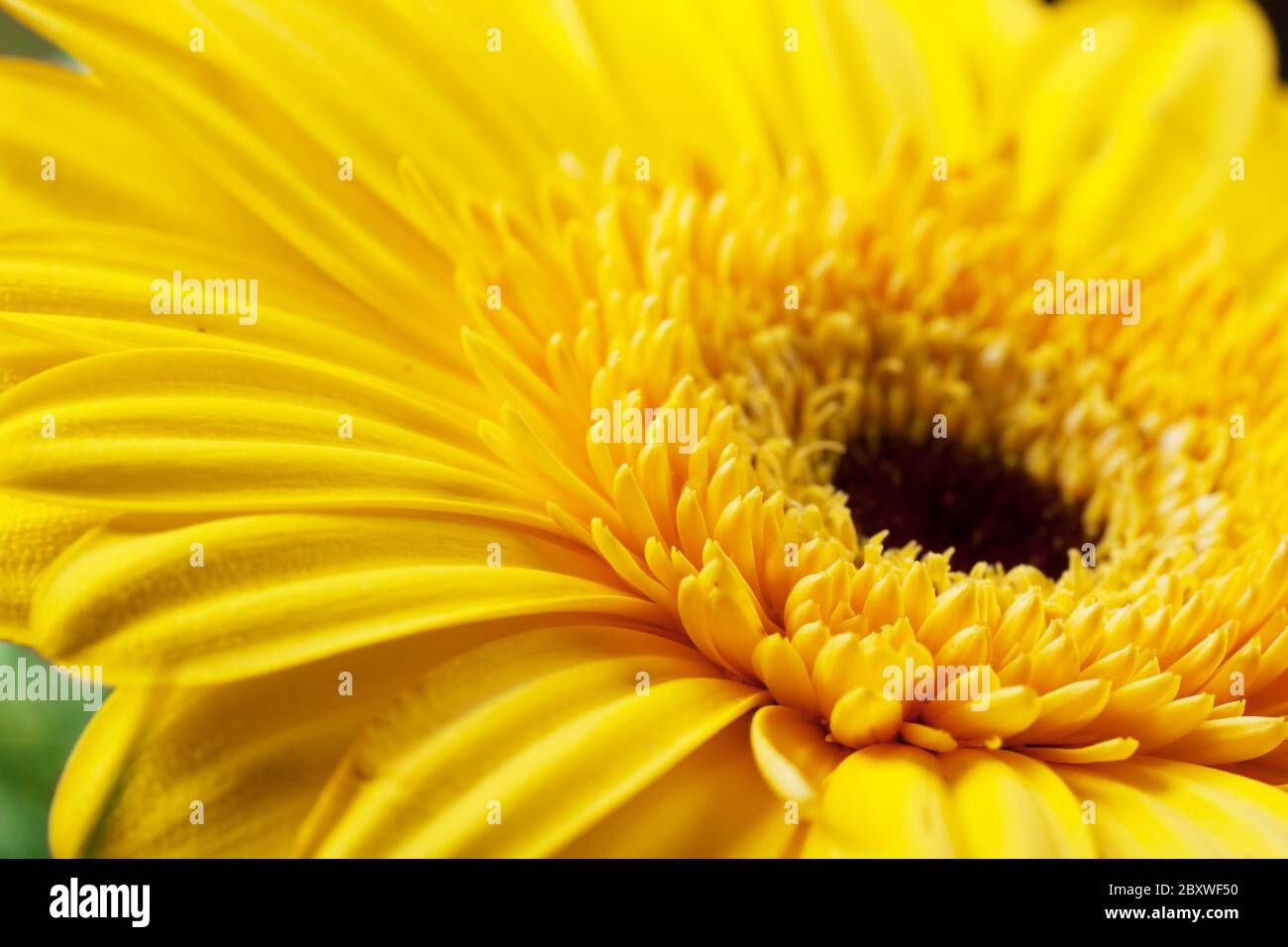 Cuore con fiore immagini e fotografie stock ad alta risoluzione - Alamy