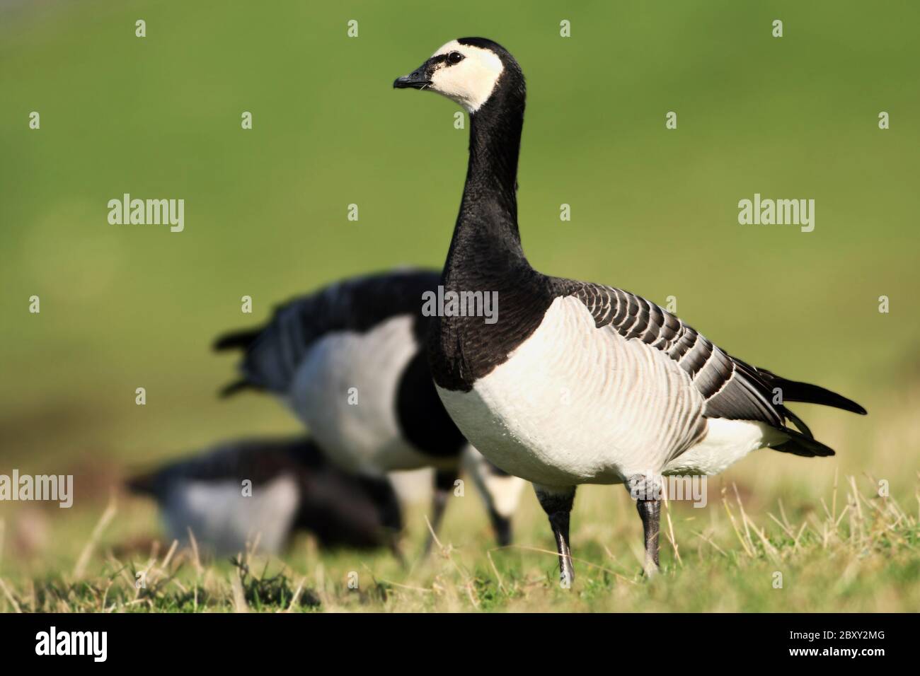 Oca dalle guance bianche immagini e fotografie stock ad alta ...