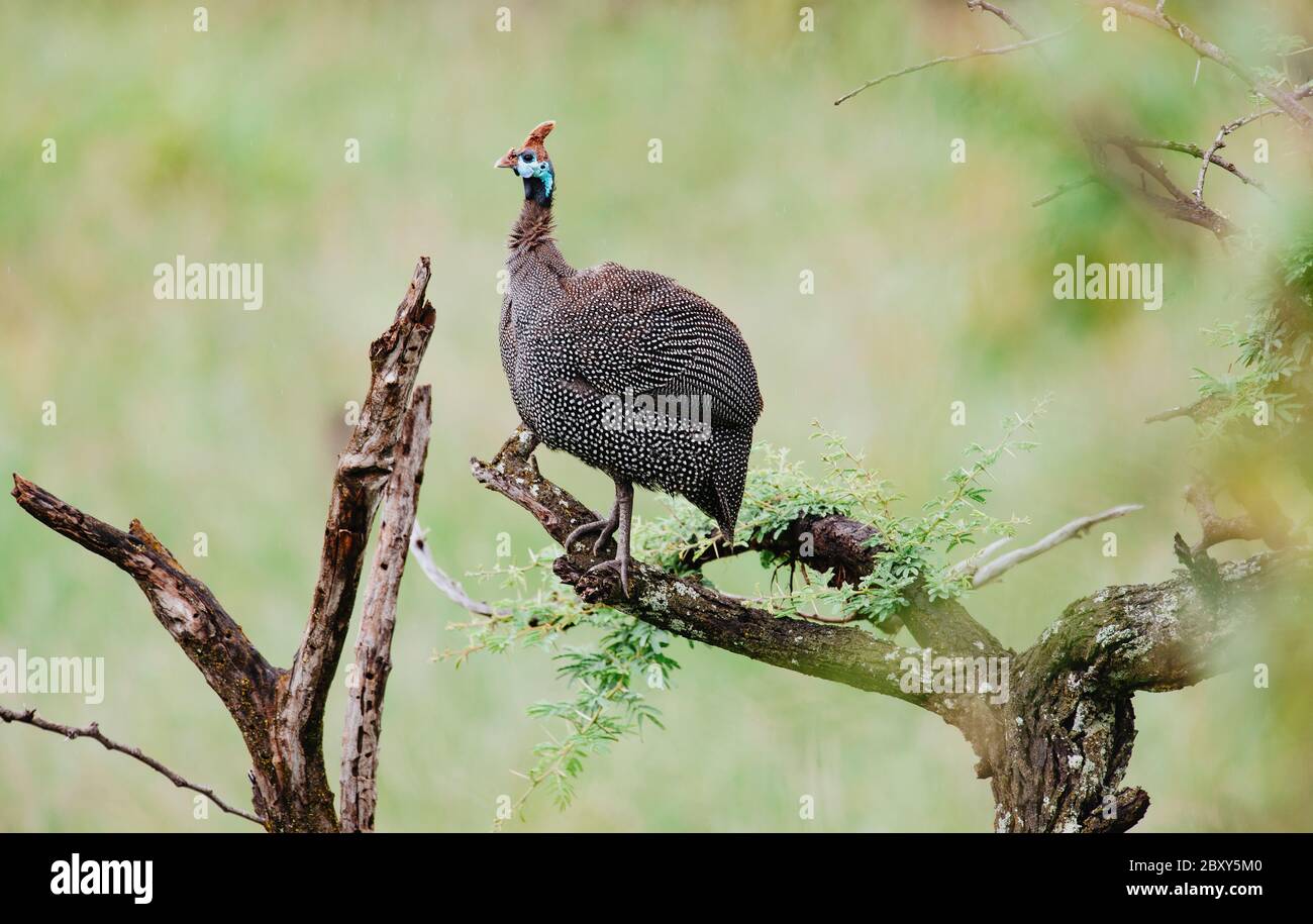 Sub continente continente turistico immagini e fotografie stock ad alta ...