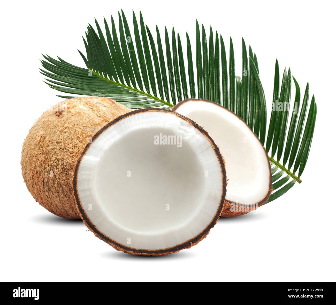 Sfondo di palme da cocco immagini e fotografie stock ad alta ...