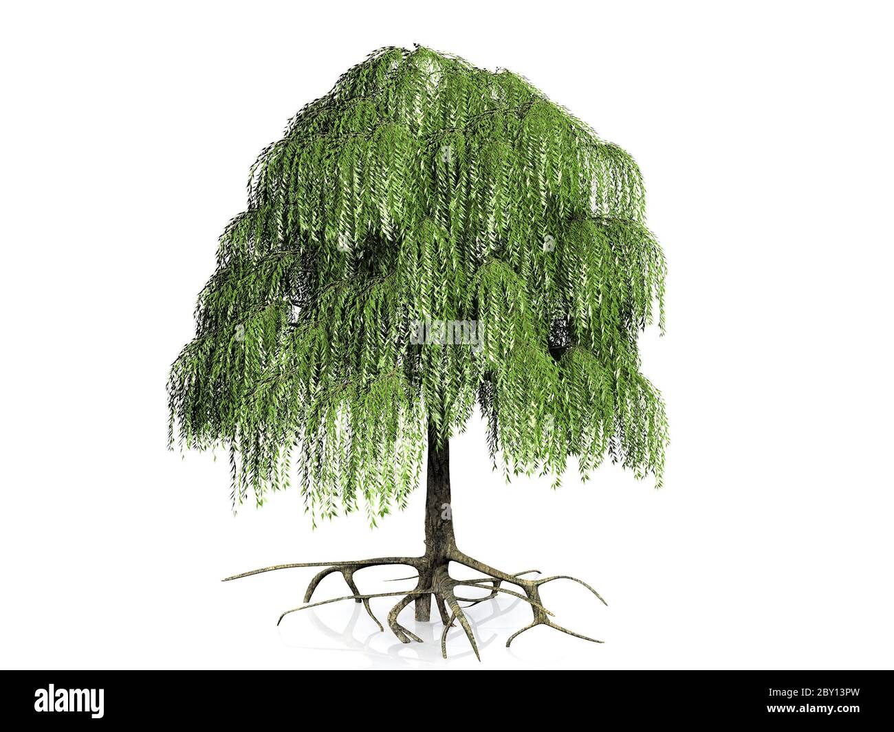 Quercia di salice immagini e fotografie stock ad alta risoluzione - Alamy