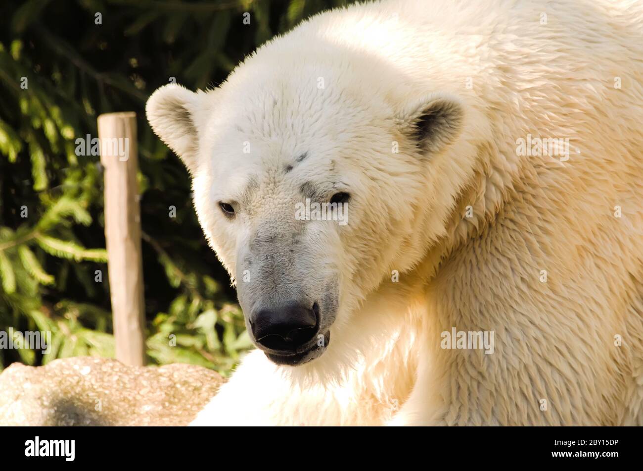 L'orso bianco immagini e fotografie stock ad alta risoluzione - Alamy