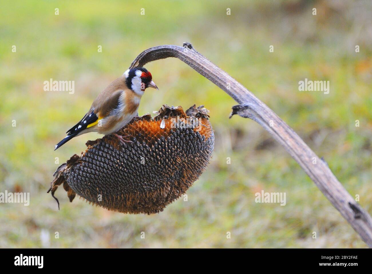 Cardellino europa immagini e fotografie stock ad alta risoluzione - Alamy