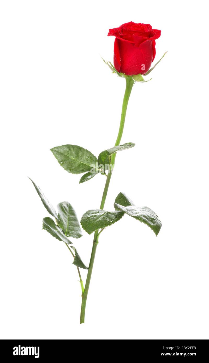 Gambo lungo rosa rossa immagini e fotografie stock ad alta risoluzione ...