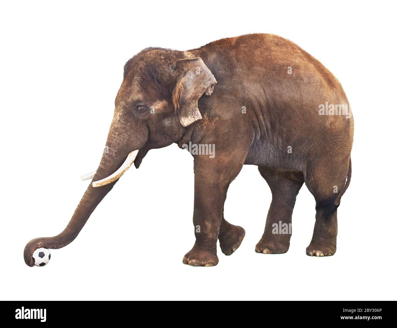 Palla da calcio dell'elefante immagini e fotografie stock ad alta ...