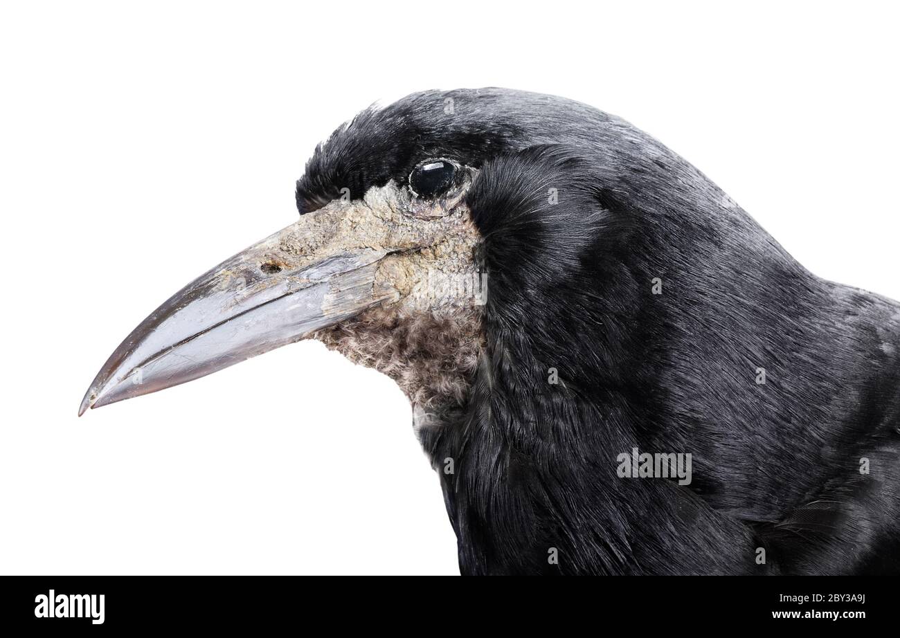 Corvo bianco immagini e fotografie stock ad alta risoluzione - Alamy