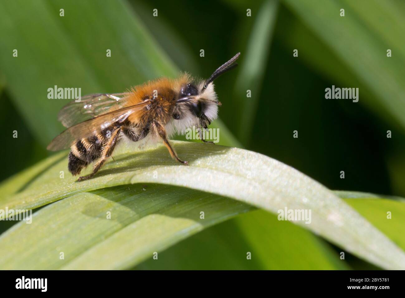 Ape mineraria maschile immagini e fotografie stock ad alta risoluzione ...