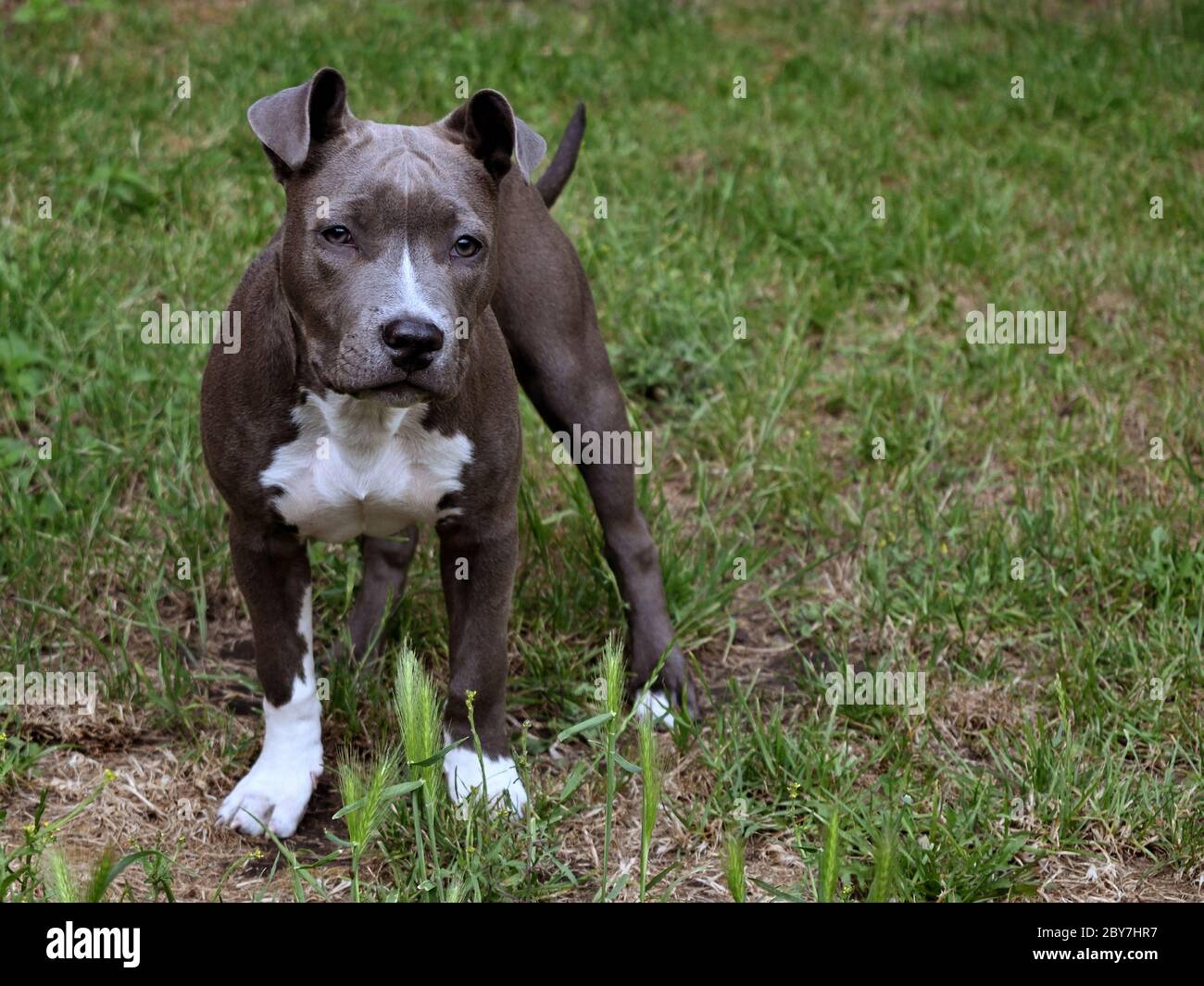 Cane grigio bianco pit bull terrier immagini e fotografie stock ad alta ...
