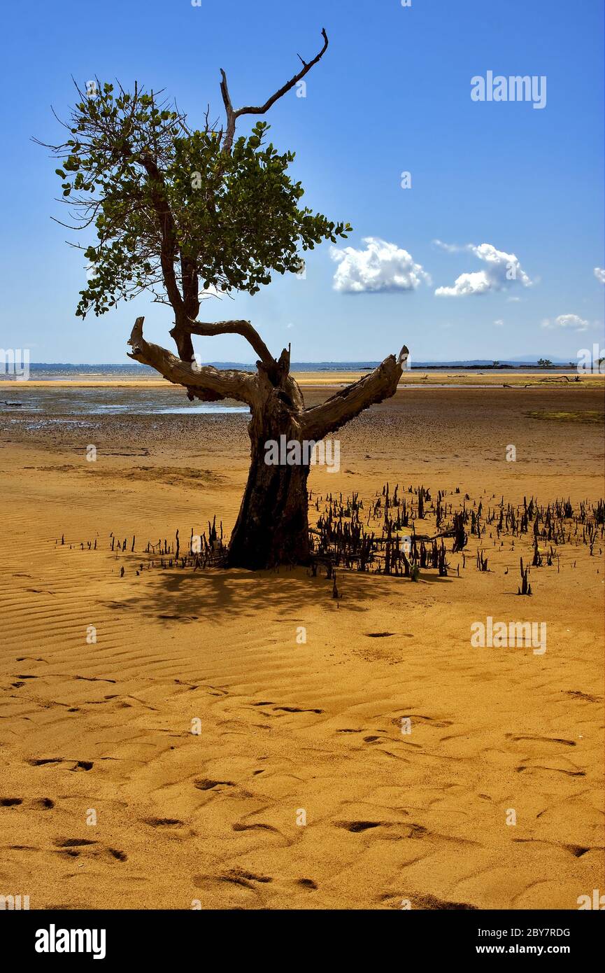 Riserva di lokobe immagini e fotografie stock ad alta risoluzione - Alamy