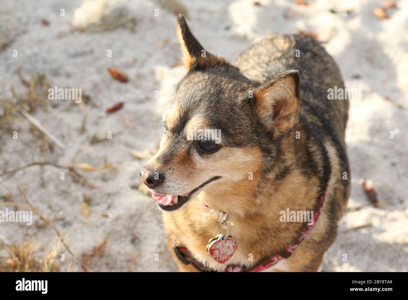 Il cane si ferma immagini e fotografie stock ad alta risoluzione - Alamy