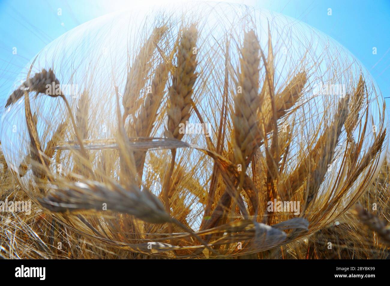 Pianta di segale immagini e fotografie stock ad alta risoluzione - Alamy