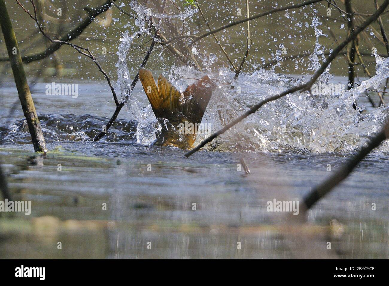 Carpa comune immagini e fotografie stock ad alta risoluzione - Alamy