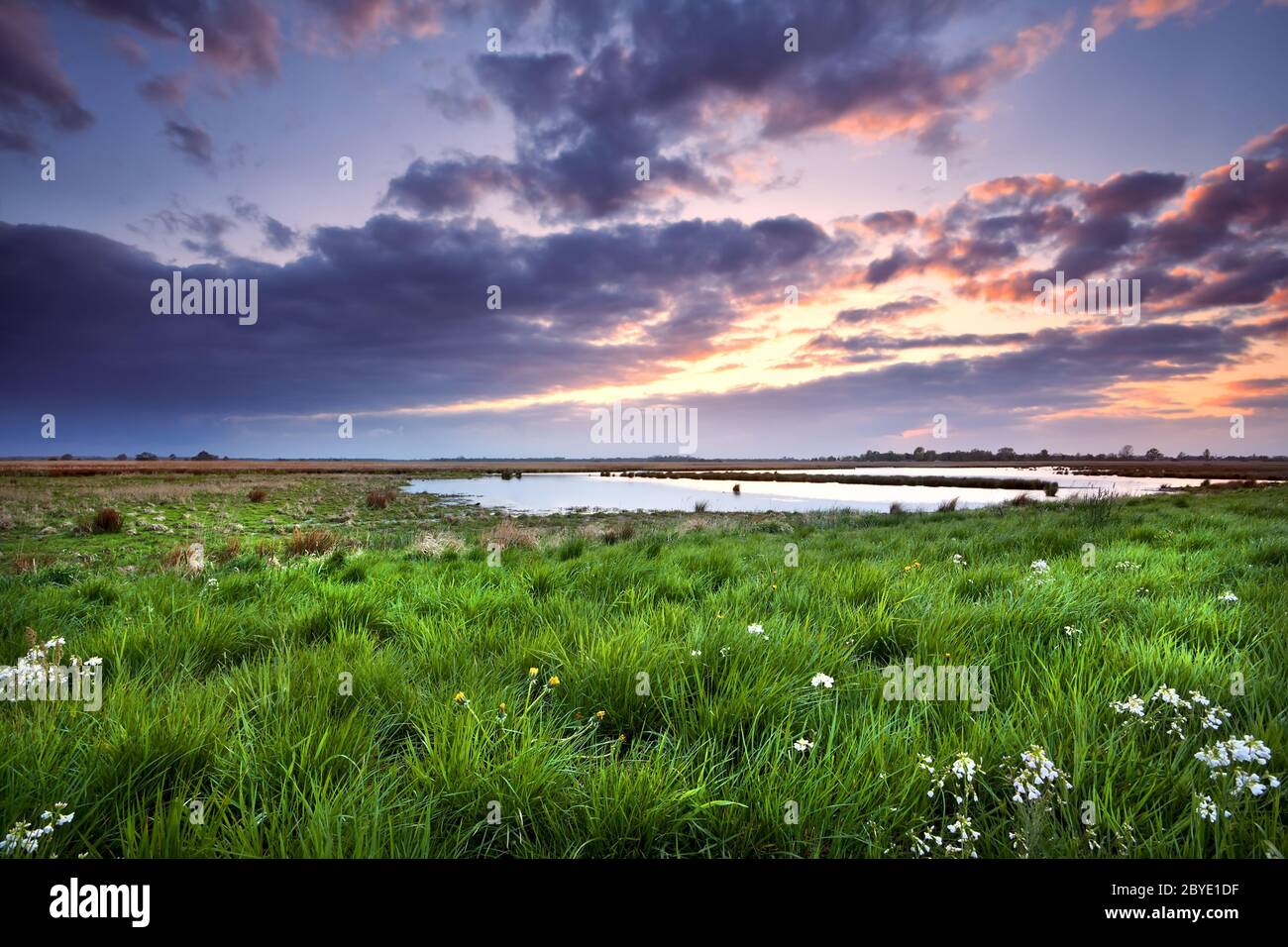 Prato con fiori di campo immagini e fotografie stock ad alta ...