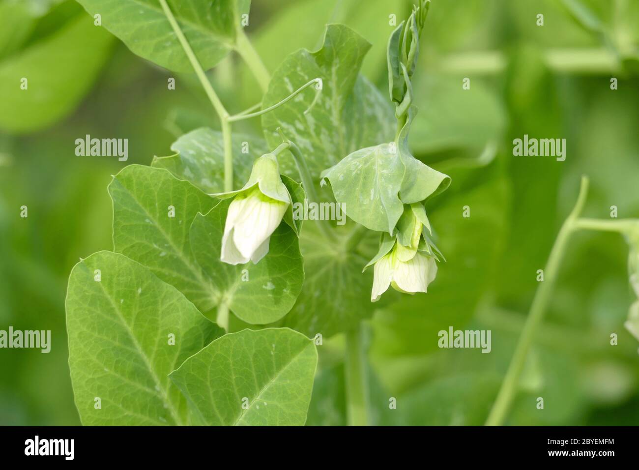 Come coltivare la pianta di piselli immagini e fotografie stock ad alta ...