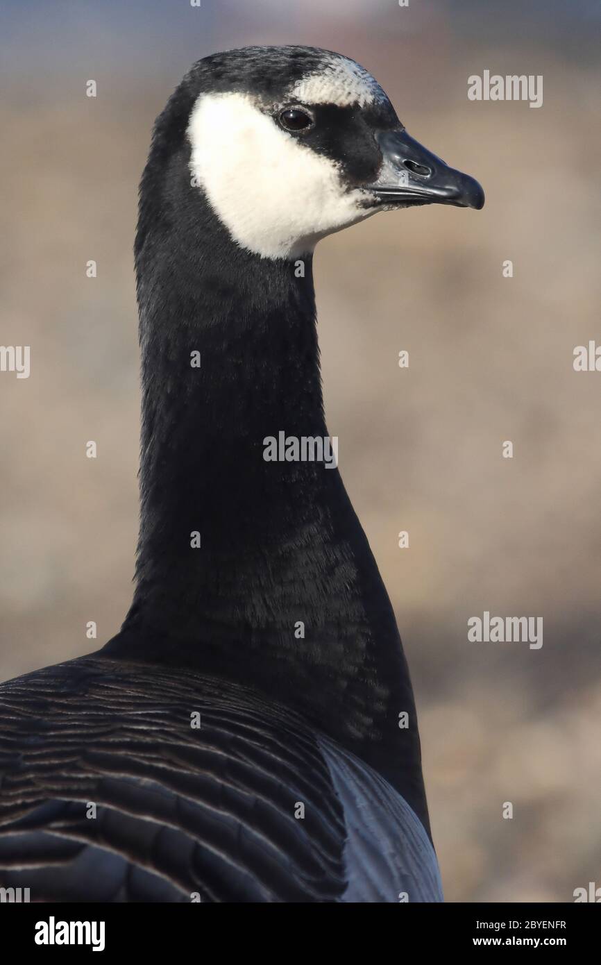 Oca dalle guance bianche immagini e fotografie stock ad alta ...