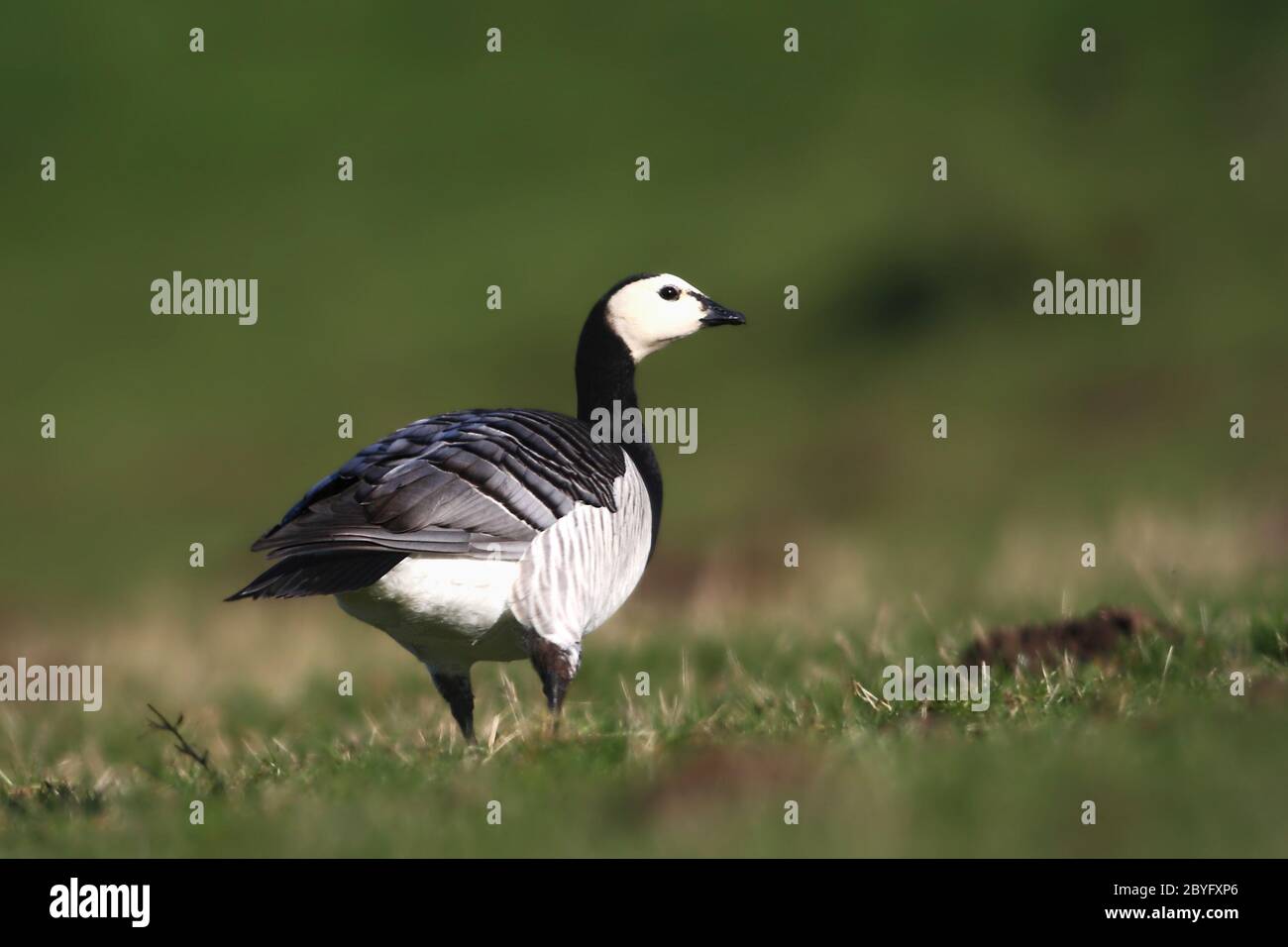 Oca dalle guance bianche immagini e fotografie stock ad alta ...