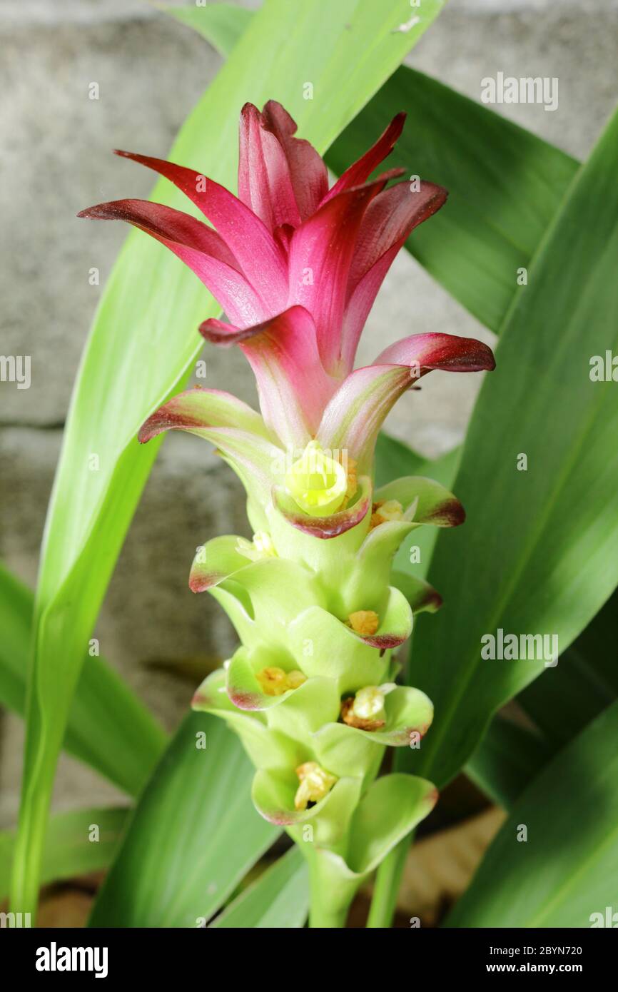 Curcuma alismatifolia rosa siam tulipano rosa sfondo bianco immagini e ...