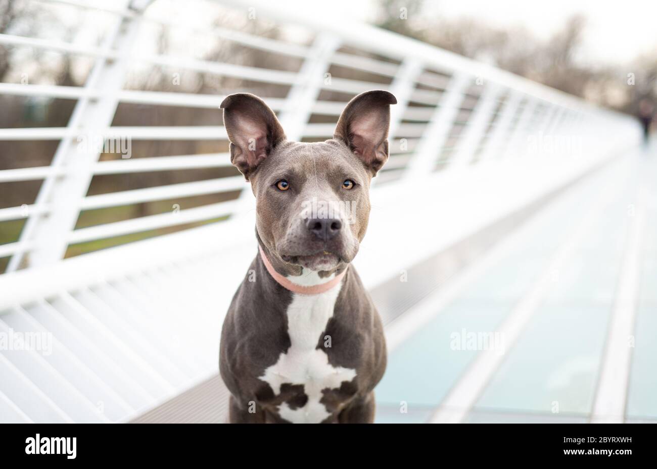 Cane grigio bianco pit bull terrier immagini e fotografie stock ad alta ...