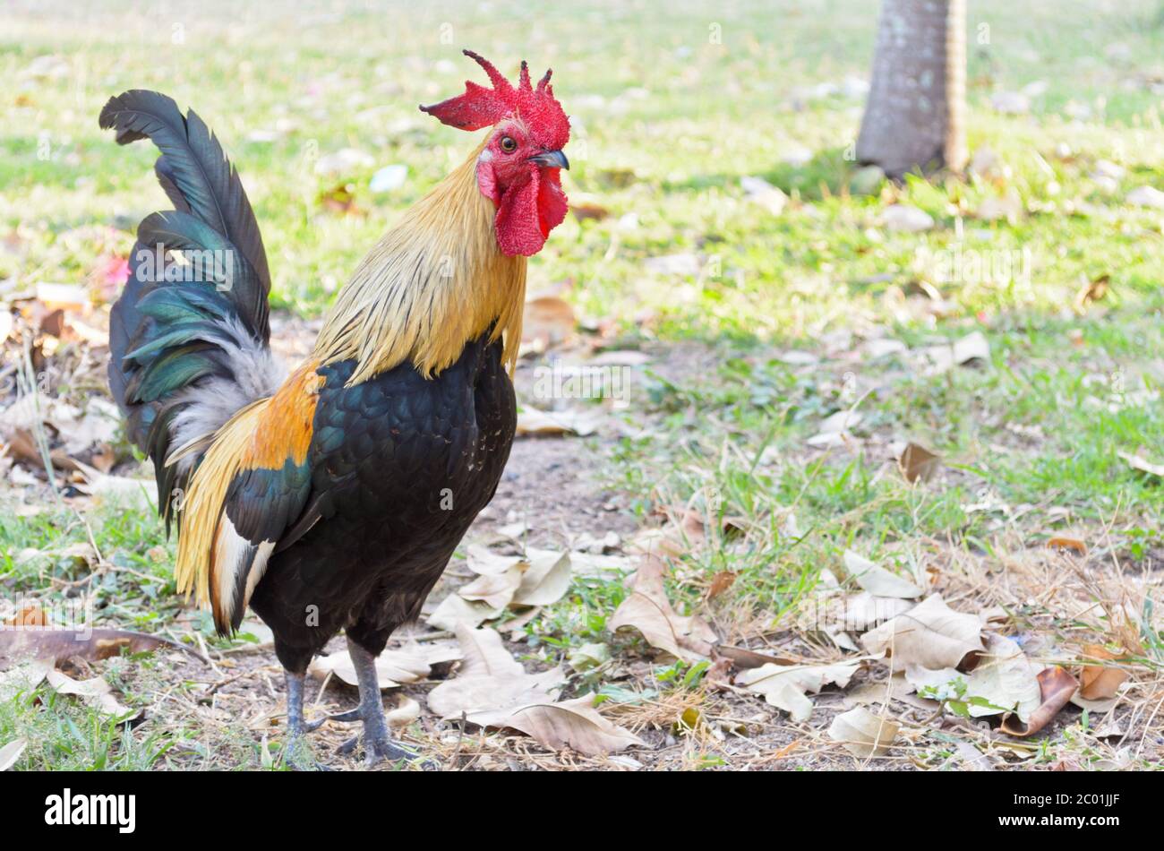 Razze bantam immagini e fotografie stock ad alta risoluzione - Alamy