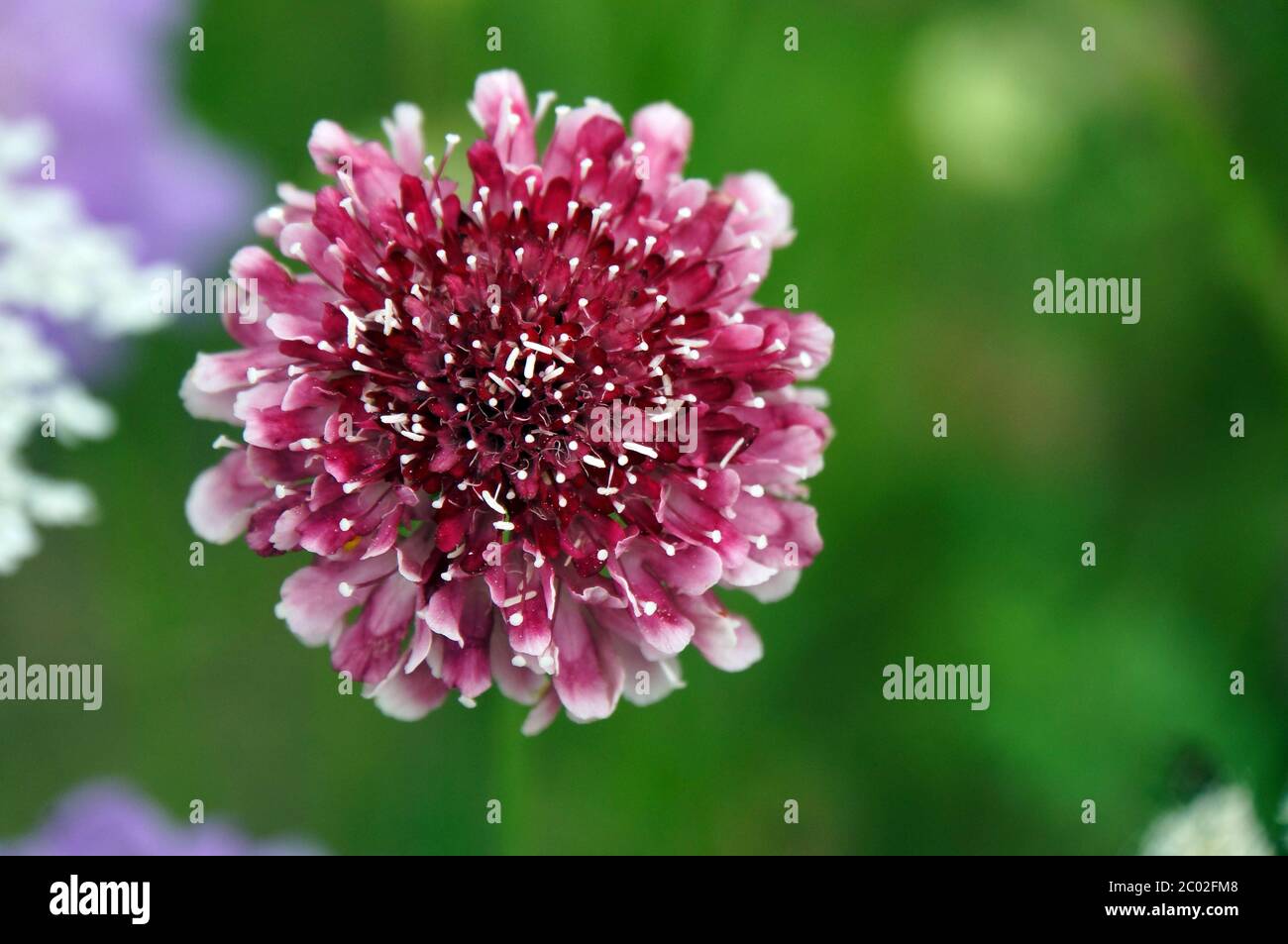 Fiore della vedova immagini e fotografie stock ad alta risoluzione - Alamy