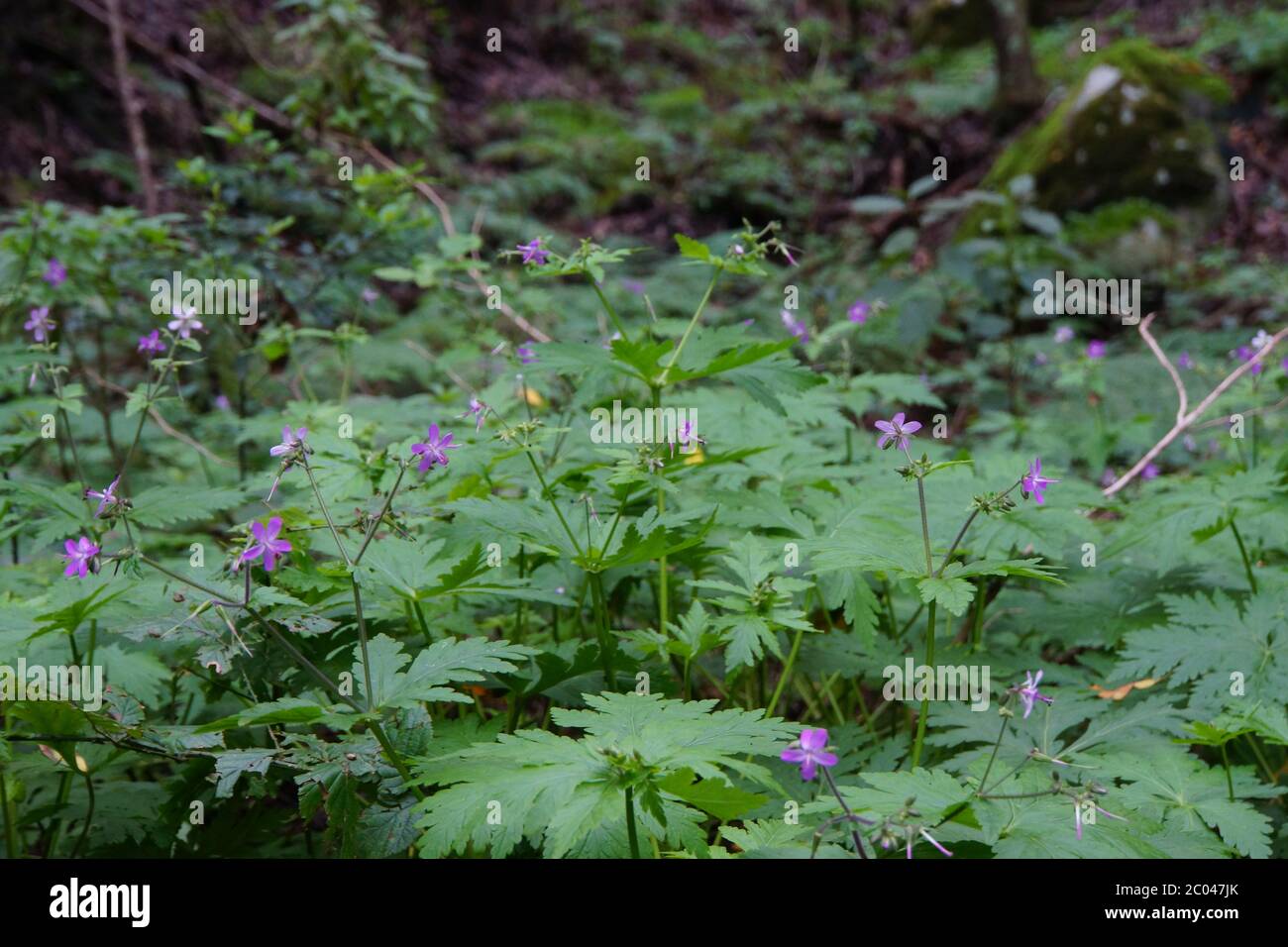 Geranio delle isole canarie immagini e fotografie stock ad alta ...