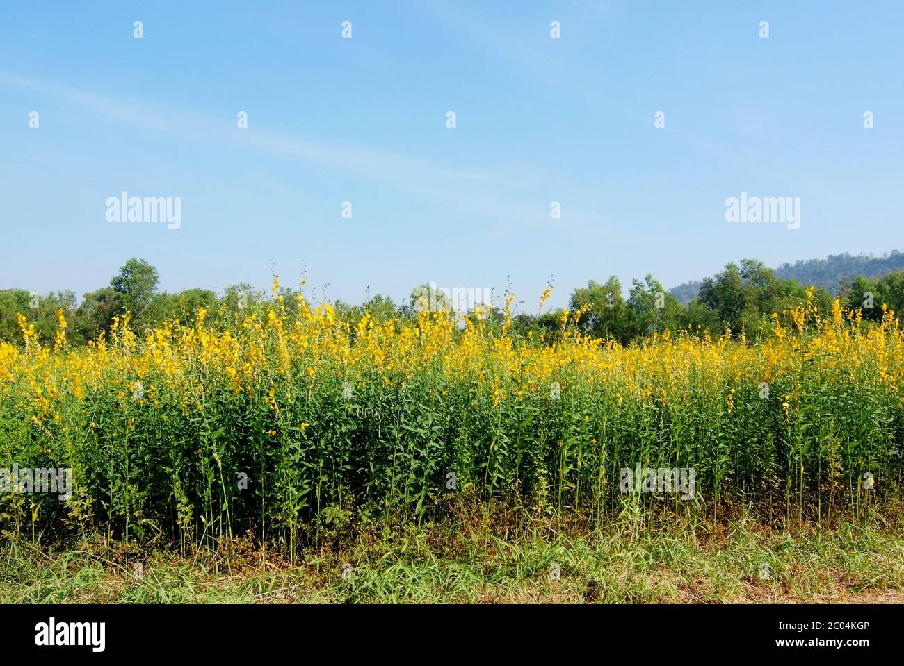 Madras canapa immagini e fotografie stock ad alta risoluzione - Alamy