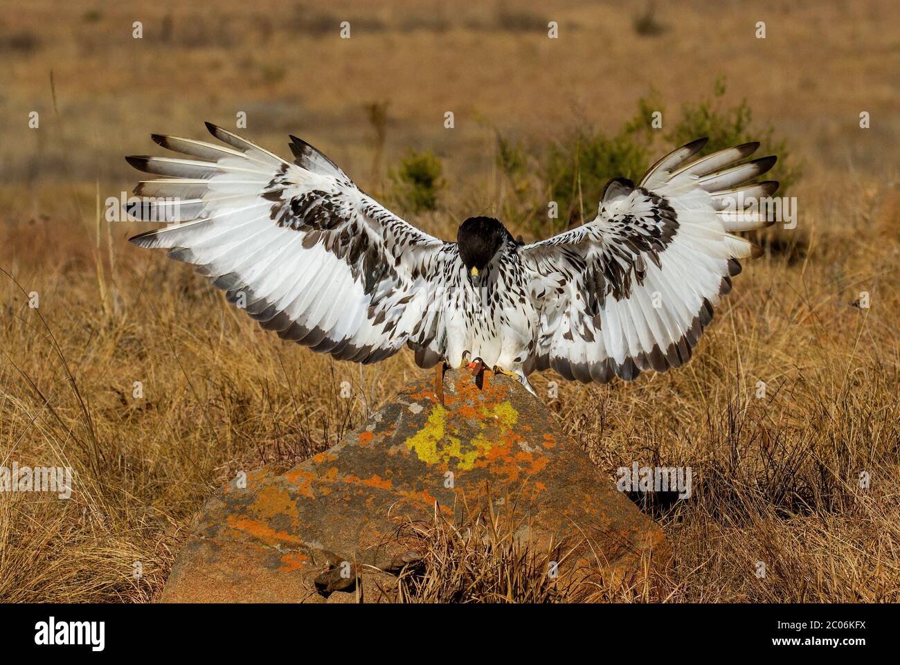 Rapaci in volo immagini e fotografie stock ad alta risoluzione - Alamy