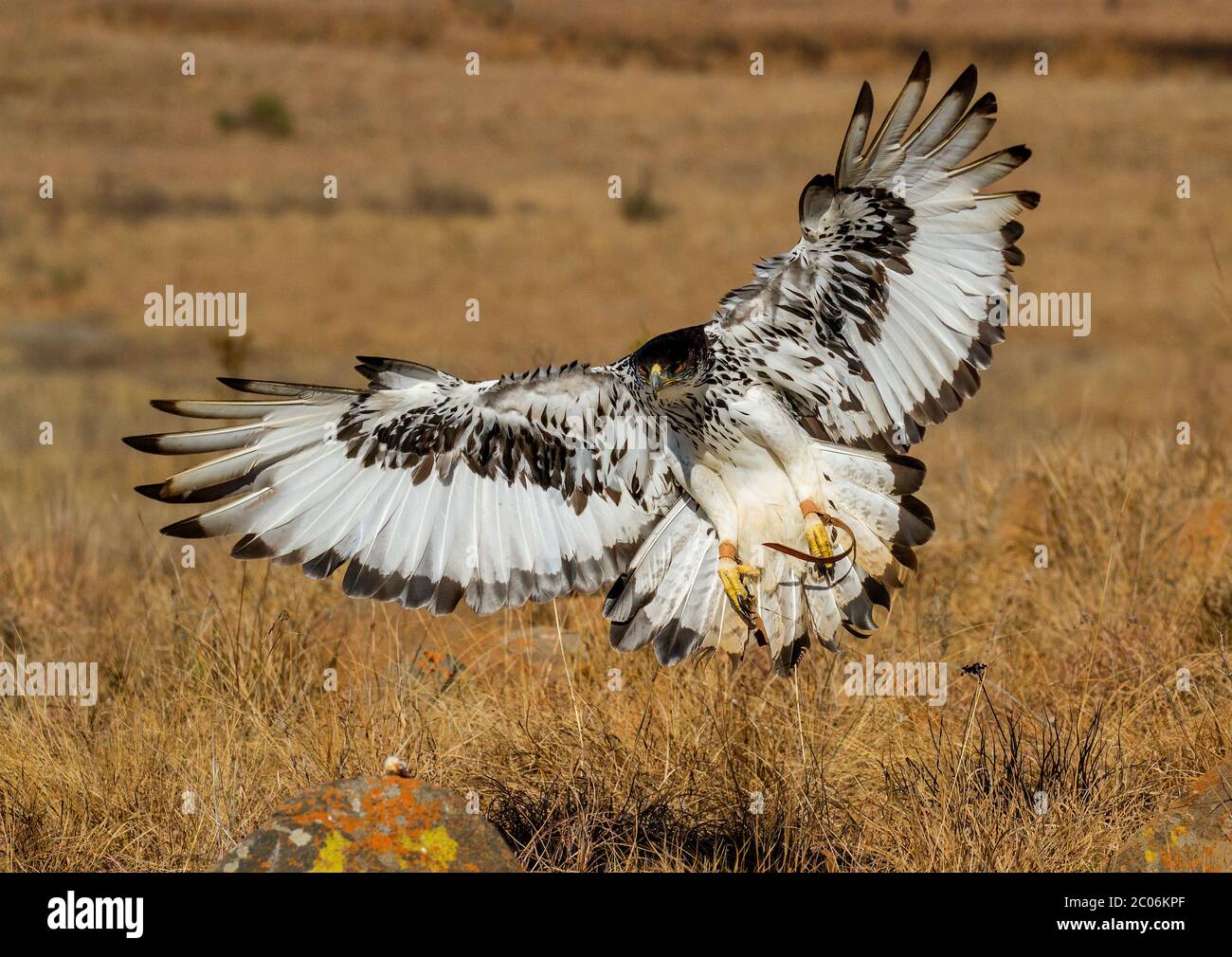 Rapaci in volo immagini e fotografie stock ad alta risoluzione - Alamy
